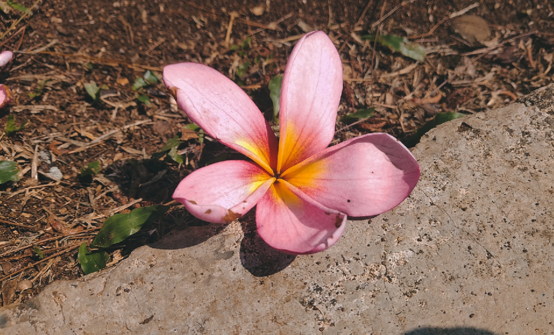 Seni dan Teknik Fotografi Makro - GEMA